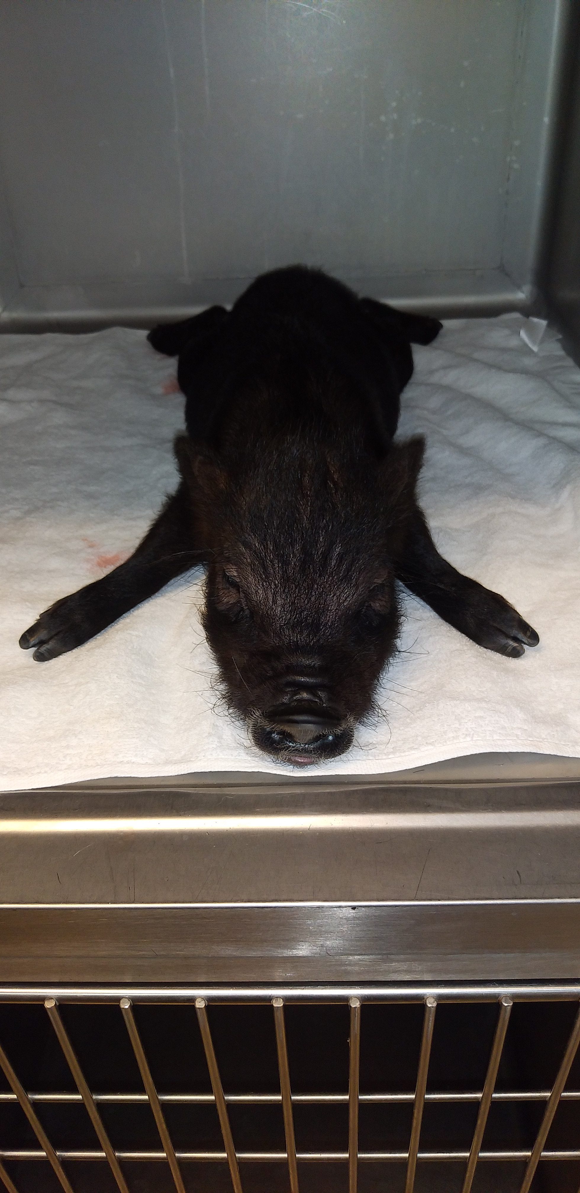 ブタの膿瘍処置 / swine abscess - オークどうぶつ病院／オークどうぶつ病院けやき（福岡市）犬・猫・エキゾチックの診察・治療 ...