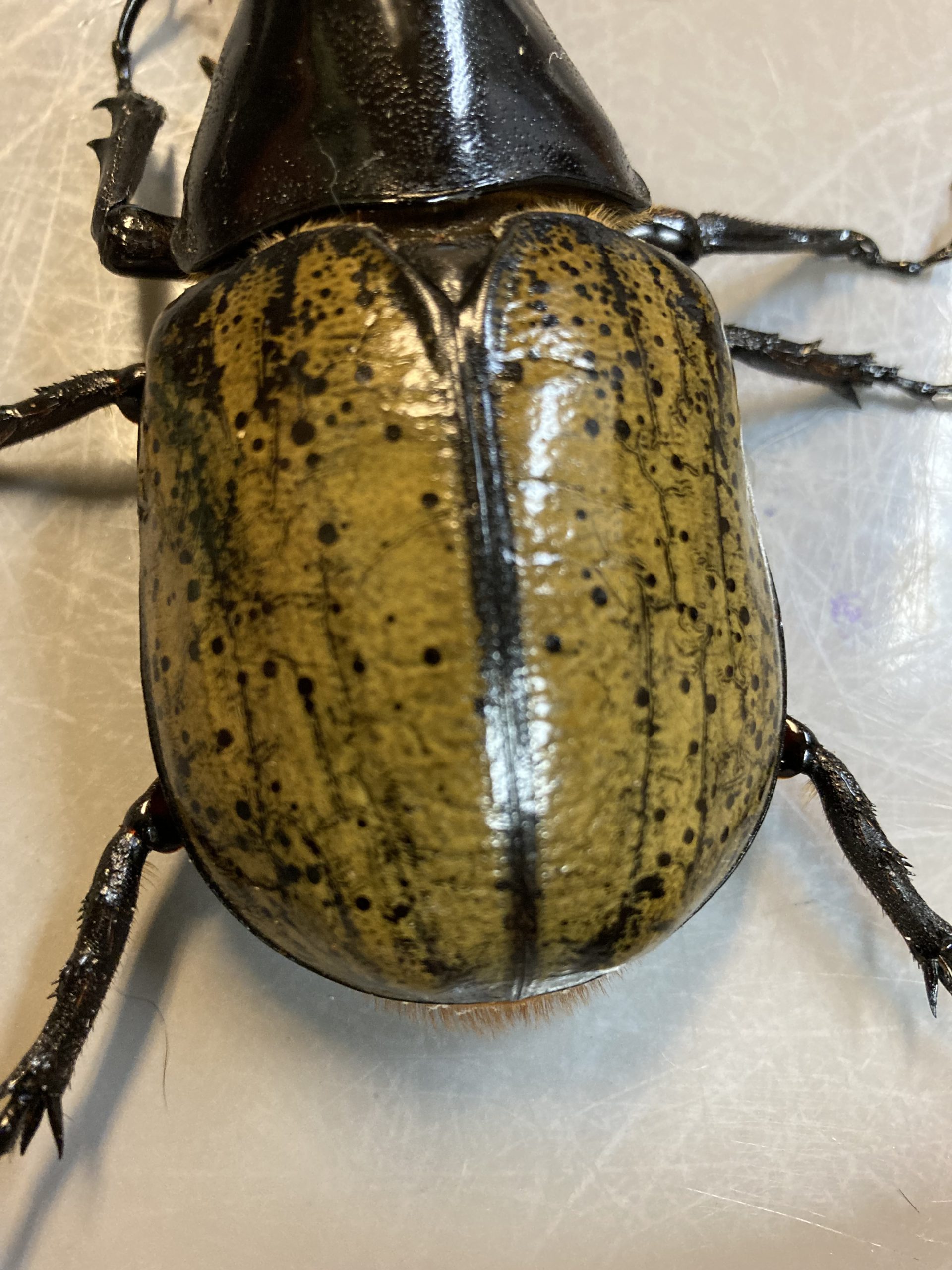 ヘラクレスの変色 /hercules wing color - オークどうぶつ病院／オークどうぶつ病院けやき（福岡市）犬・猫・エキゾチックの ...