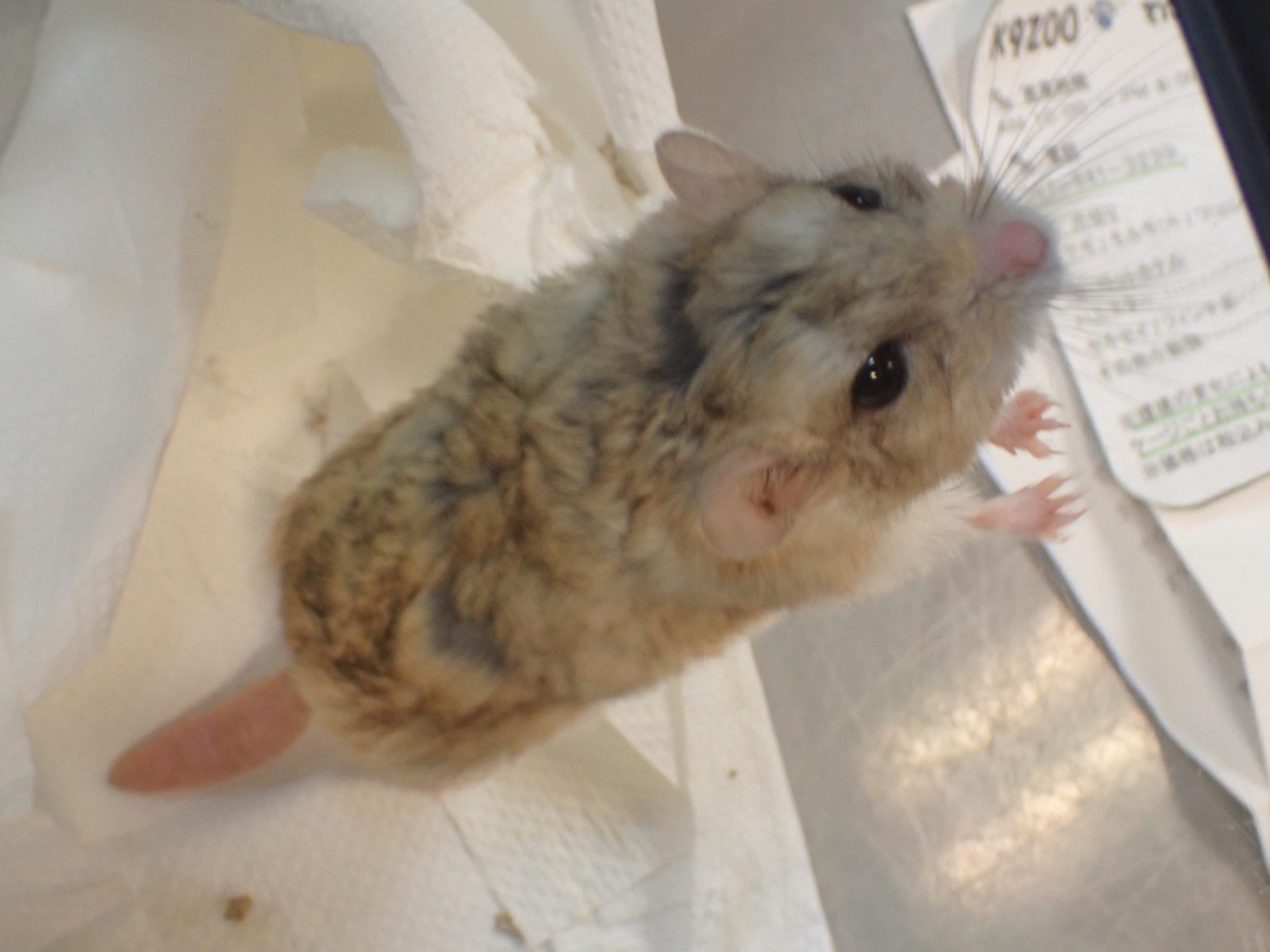 マカロニマウス / macaroni mouse - オークどうぶつ病院／オークどうぶつ病院けやき（福岡市）犬・猫・エキゾチックの診察・治療 ...