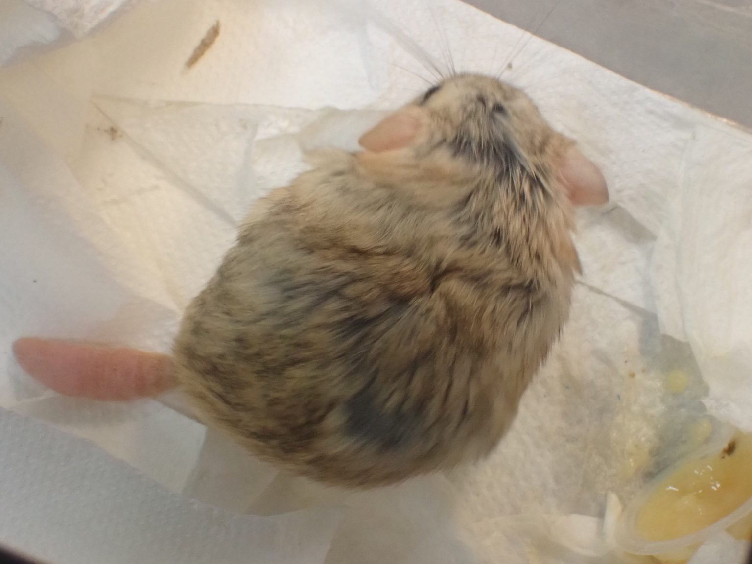 マカロニマウス / macaroni mouse - オークどうぶつ病院／オークどうぶつ病院けやき（福岡市）犬・猫・エキゾチックの診察・治療 ...