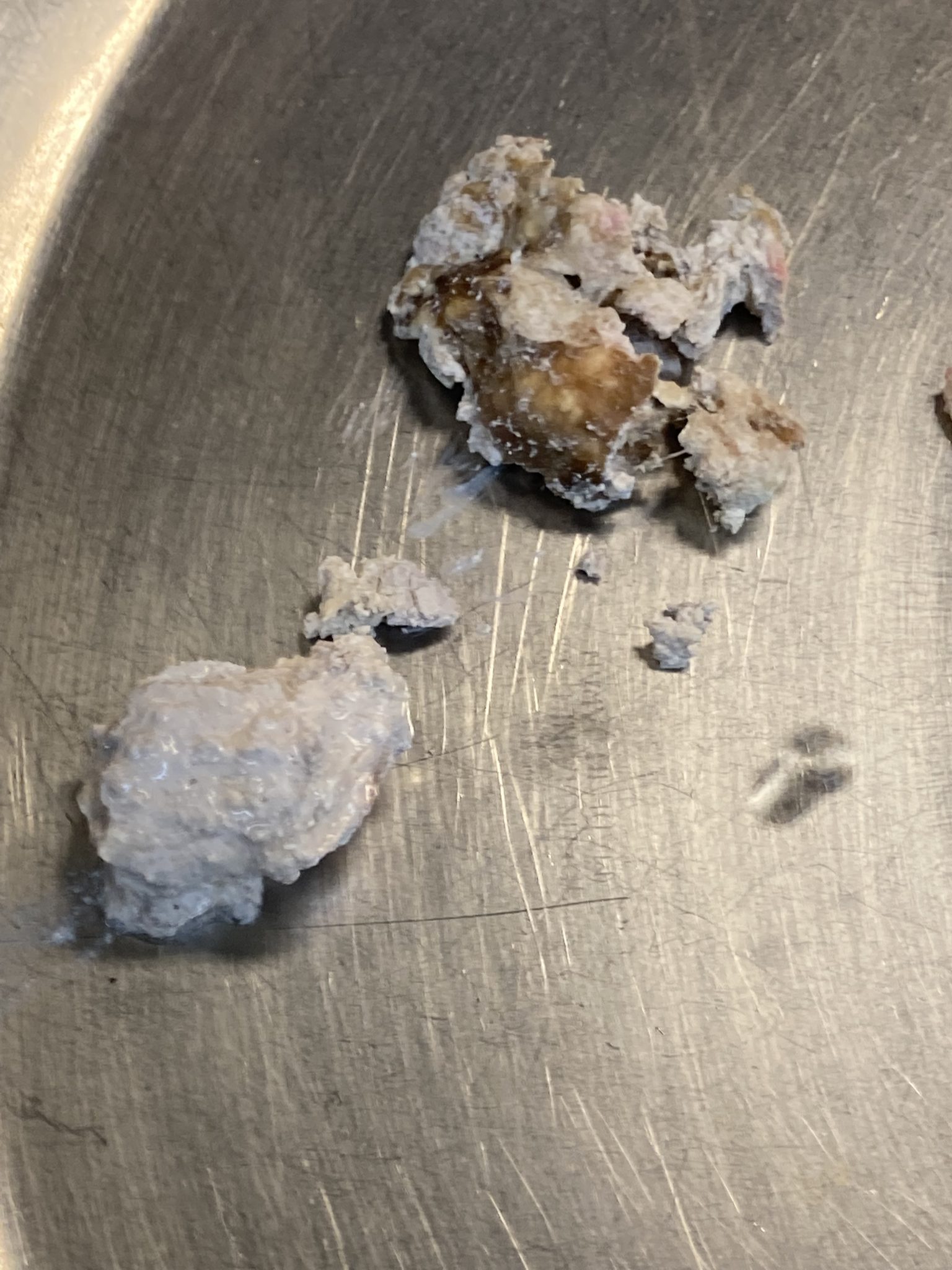 便秘のカメ / tortoise constipation - オークどうぶつ病院／オークどうぶつ病院けやき（福岡市）犬・猫・エキゾチックの ...