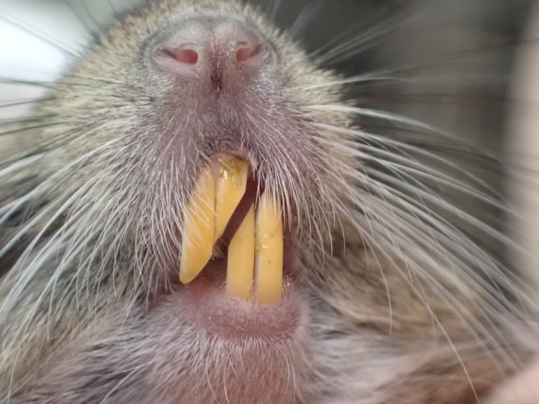デグーの歯 / degu teeth - オークどうぶつ病院／オークどうぶつ病院けやき（福岡市）犬・猫・エキゾチックの診察・治療／健康診断 ...