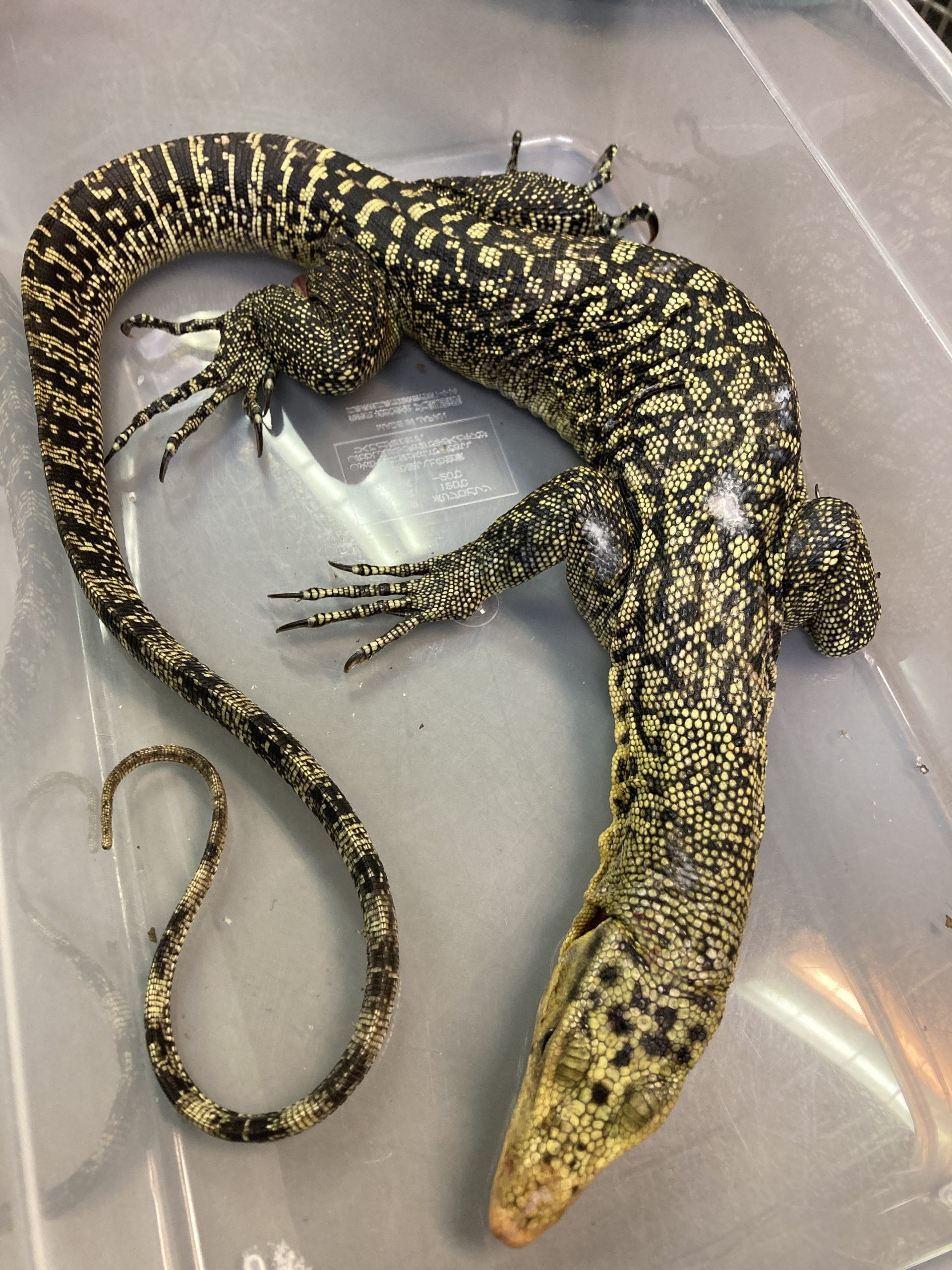 コガネオオトカゲの尻 / monitor lizard cloaca - オークどうぶつ病院／オークどうぶつ病院けやき（福岡市）犬・猫 ...