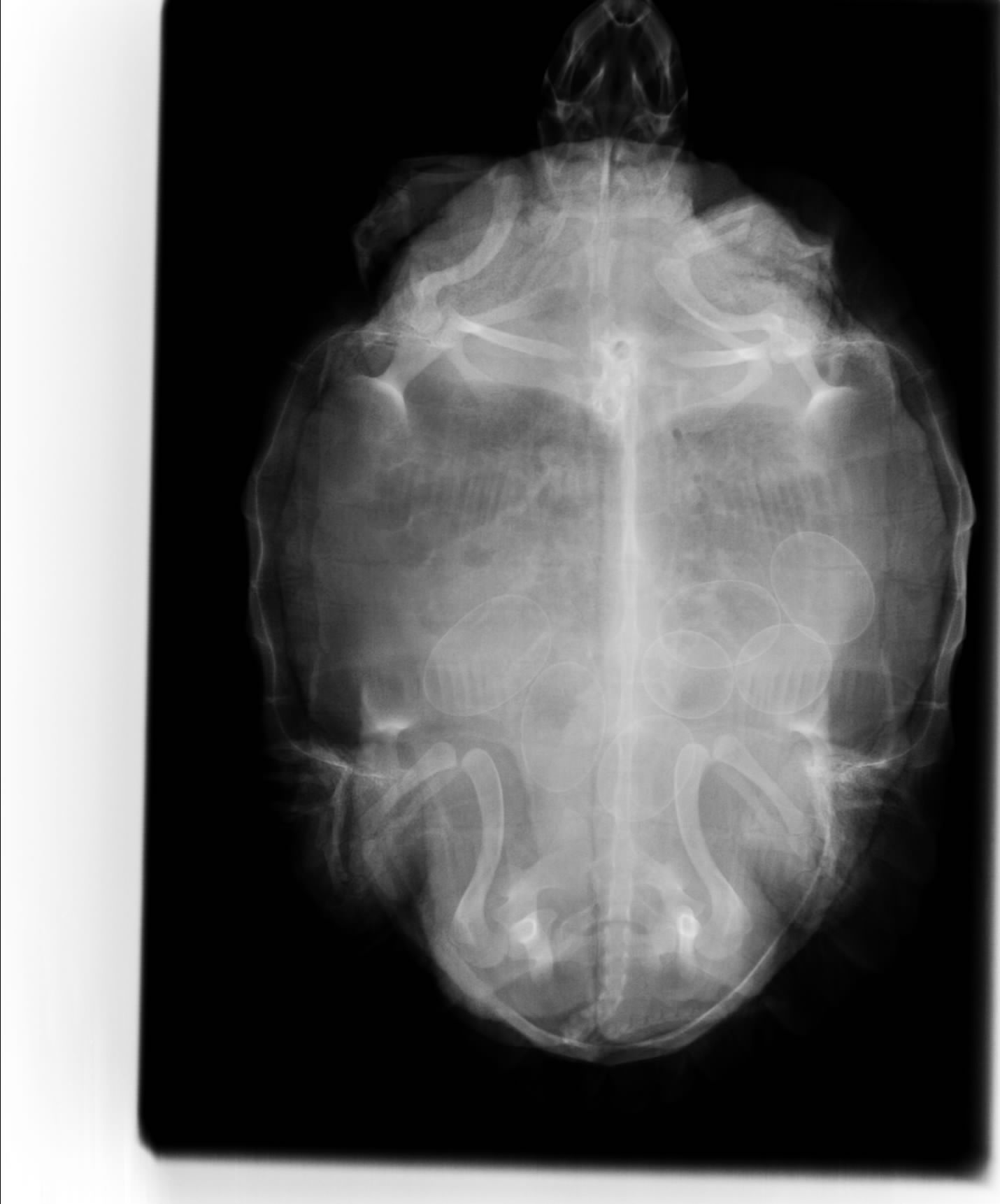 カメのレントゲン / tortoises X-ray - オークどうぶつ病院／オークどうぶつ病院けやき（福岡市）犬・猫・エキゾチックの診察 ...