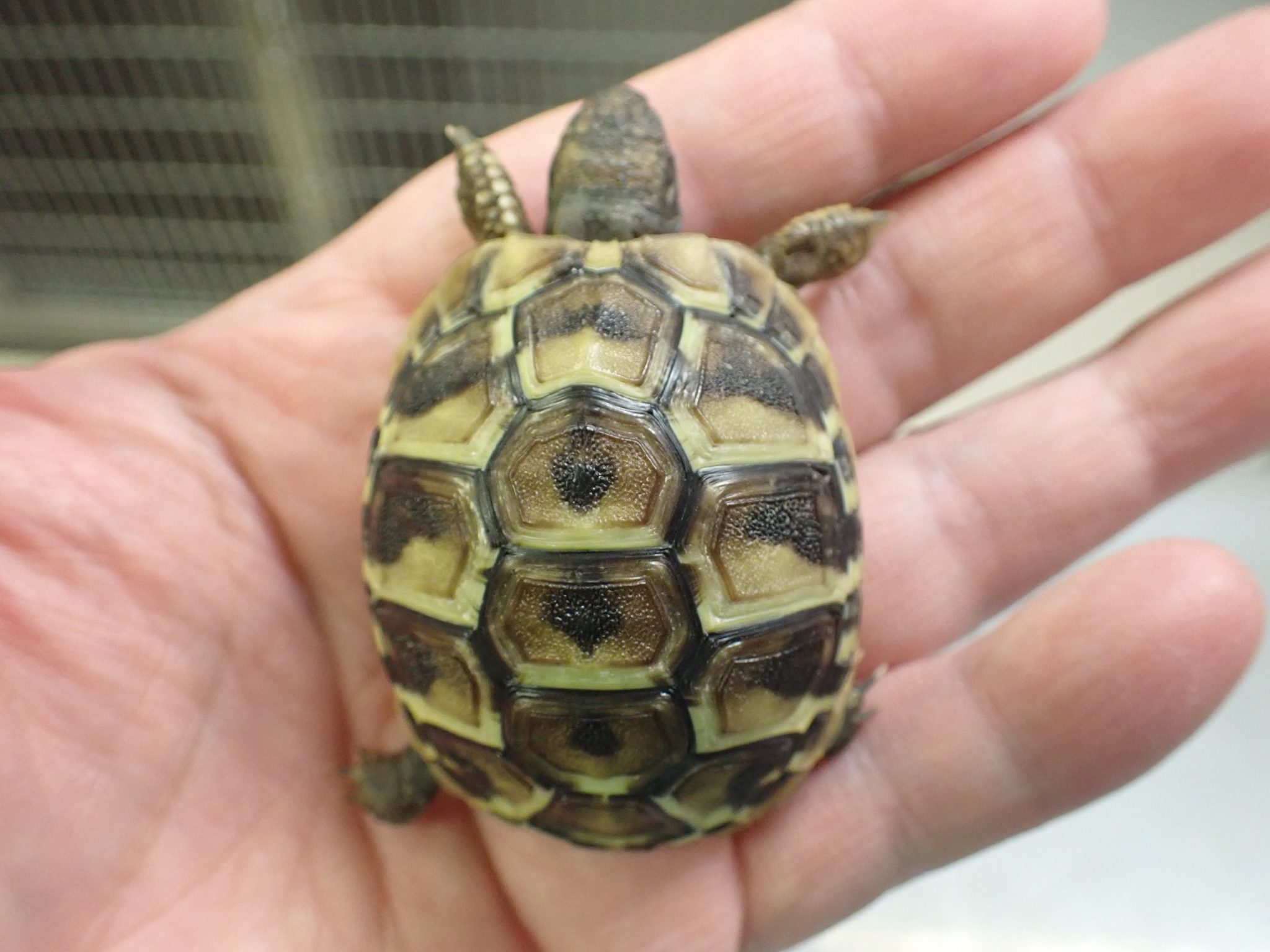 後躯麻痺 / tortoise hind limb paralysis - オークどうぶつ病院／オークどうぶつ病院けやき（福岡市）犬・猫 ...