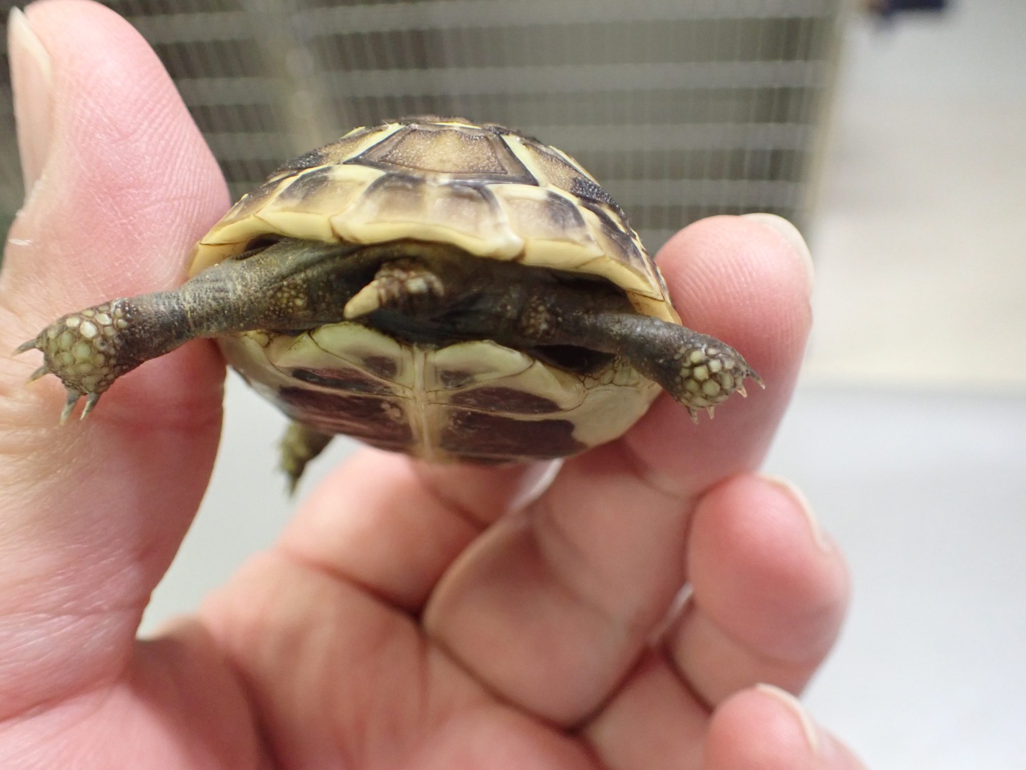 後躯麻痺 / tortoise hind limb paralysis - オークどうぶつ病院／オークどうぶつ病院けやき（福岡市）犬・猫 ...