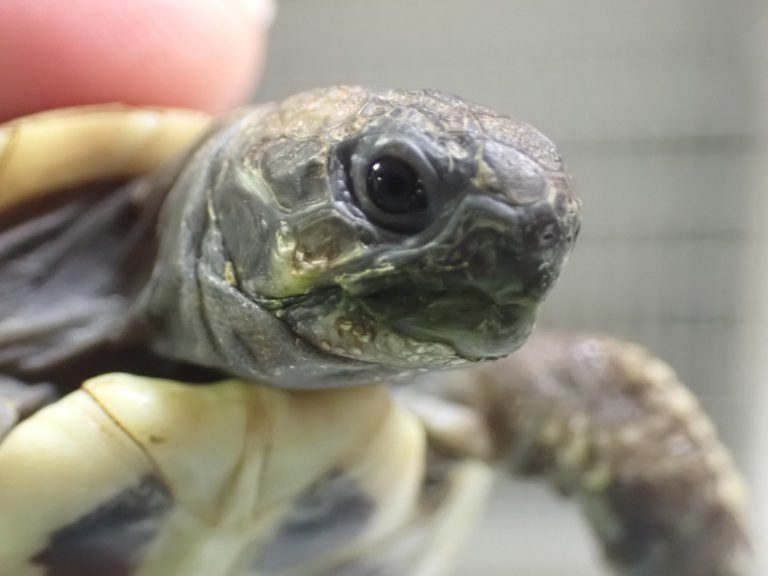 後躯麻痺 / tortoise hind limb paralysis - オークどうぶつ病院／オークどうぶつ病院けやき（福岡市）犬・猫 ...