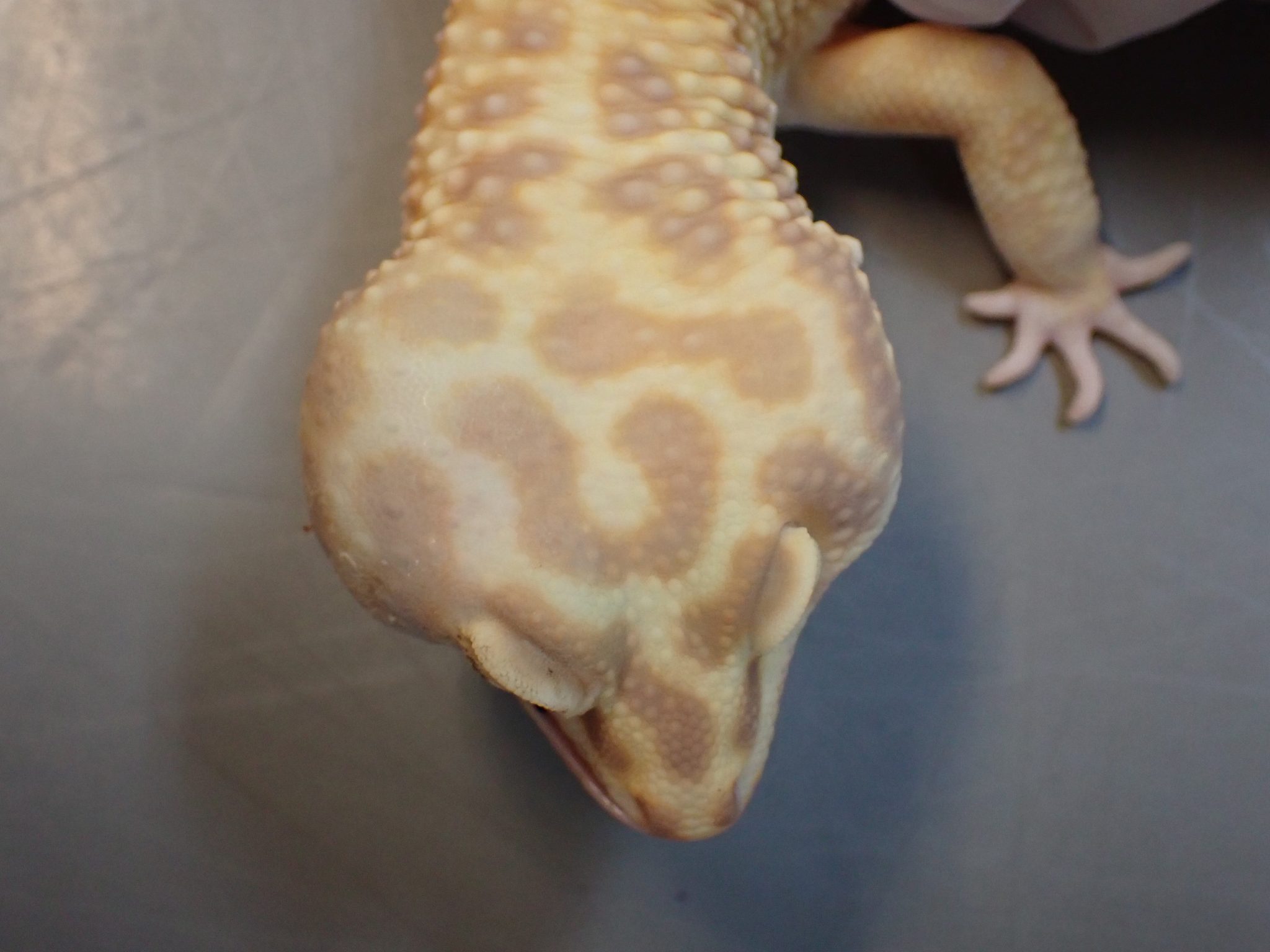 ヒョウモンの顎 / gecko’s jaw - オークどうぶつ病院／オークどうぶつ病院けやき（福岡市）犬・猫・エキゾチックの診察・治療／健康 ...