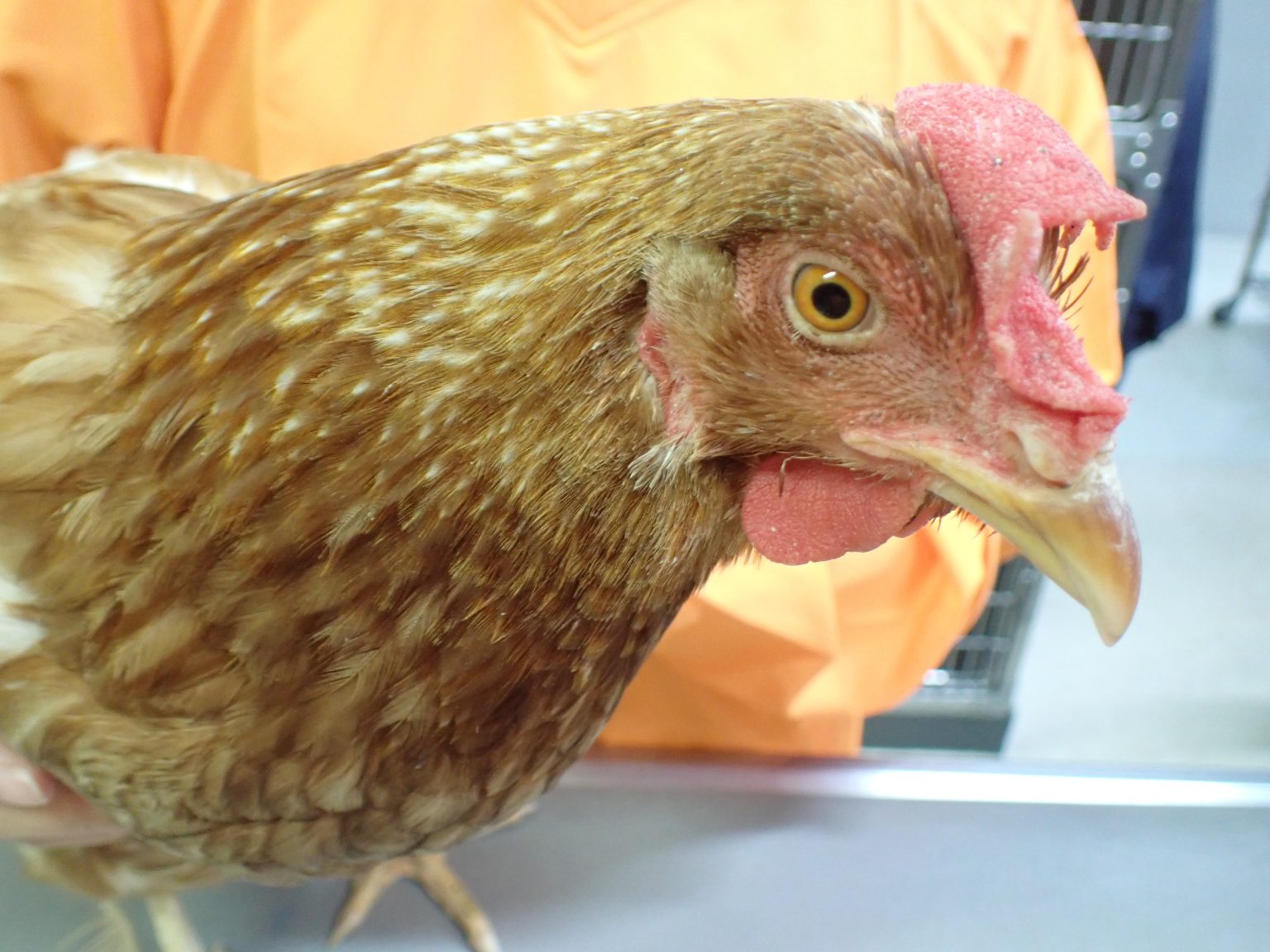 ニワトリの嘔吐 / chicken vomiting - オークどうぶつ病院／オークどうぶつ病院けやき（福岡市）犬・猫・エキゾチックの診察 ...