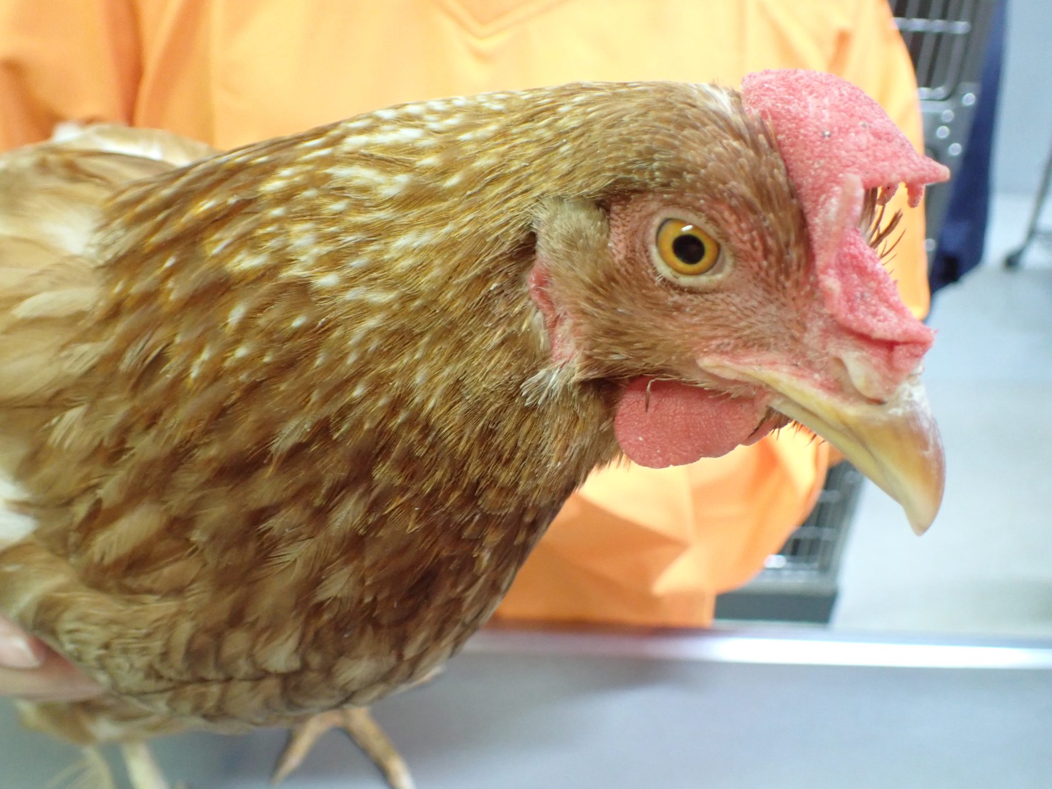 ニワトリの嘔吐 / chicken vomiting - オークどうぶつ病院／オークどうぶつ病院けやき（福岡市）犬・猫・エキゾチックの診察 ...