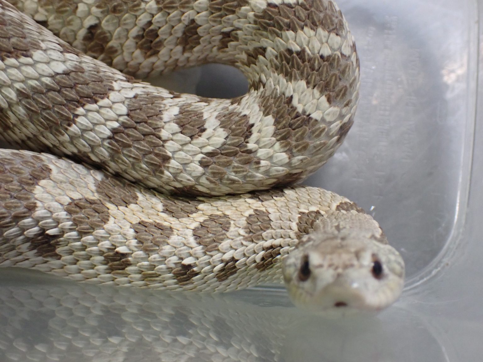 ヘビの検便 / snake poo examination - オークどうぶつ病院／オークどうぶつ病院けやき（福岡市）犬・猫・エキゾチックの ...