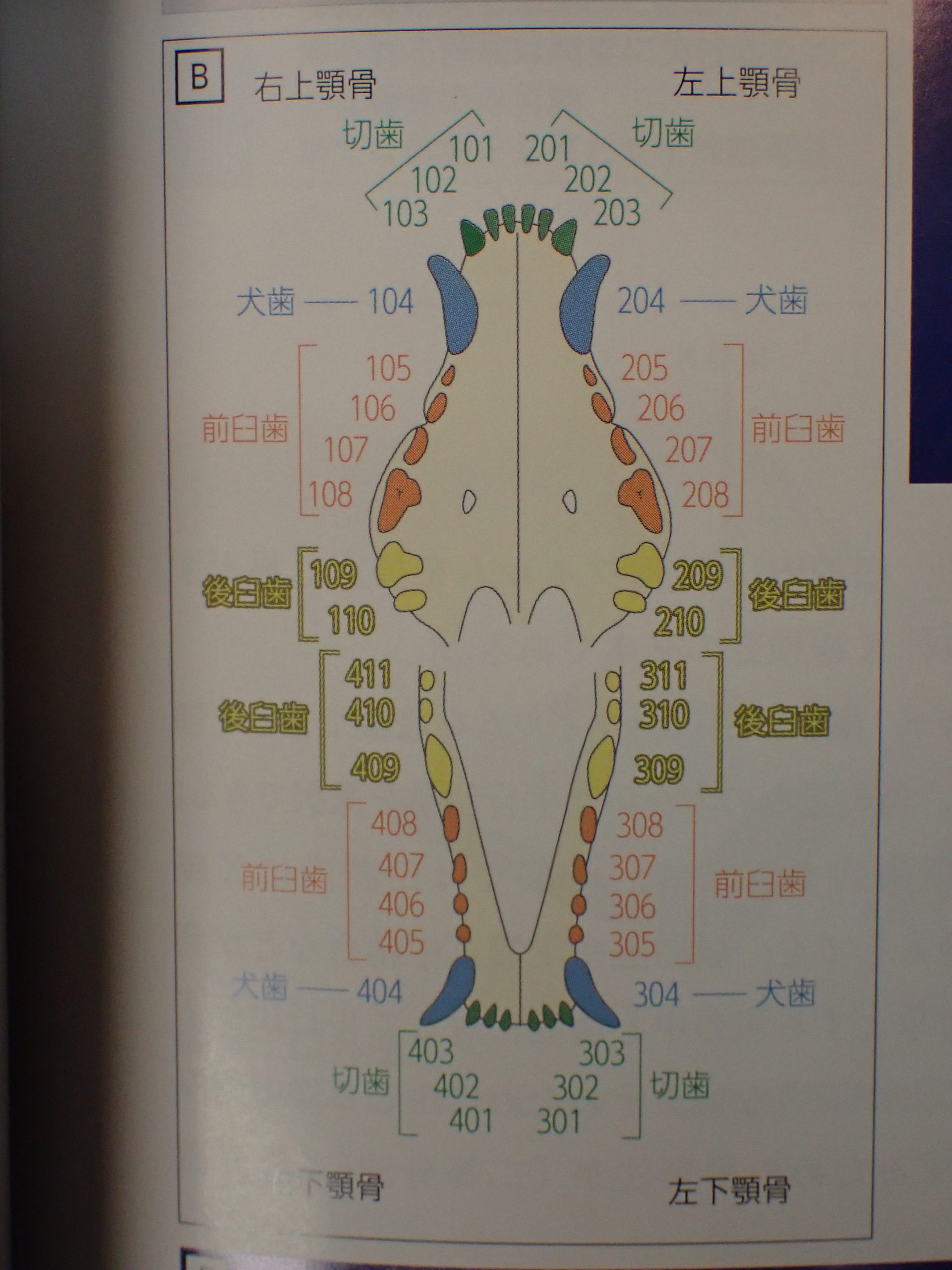 犬の歯 / canine teeth - オークどうぶつ病院／オークどうぶつ病院けやき（福岡市）犬・猫・エキゾチックの診察・治療／健康診断／ペットホテル／獣医師求人情報