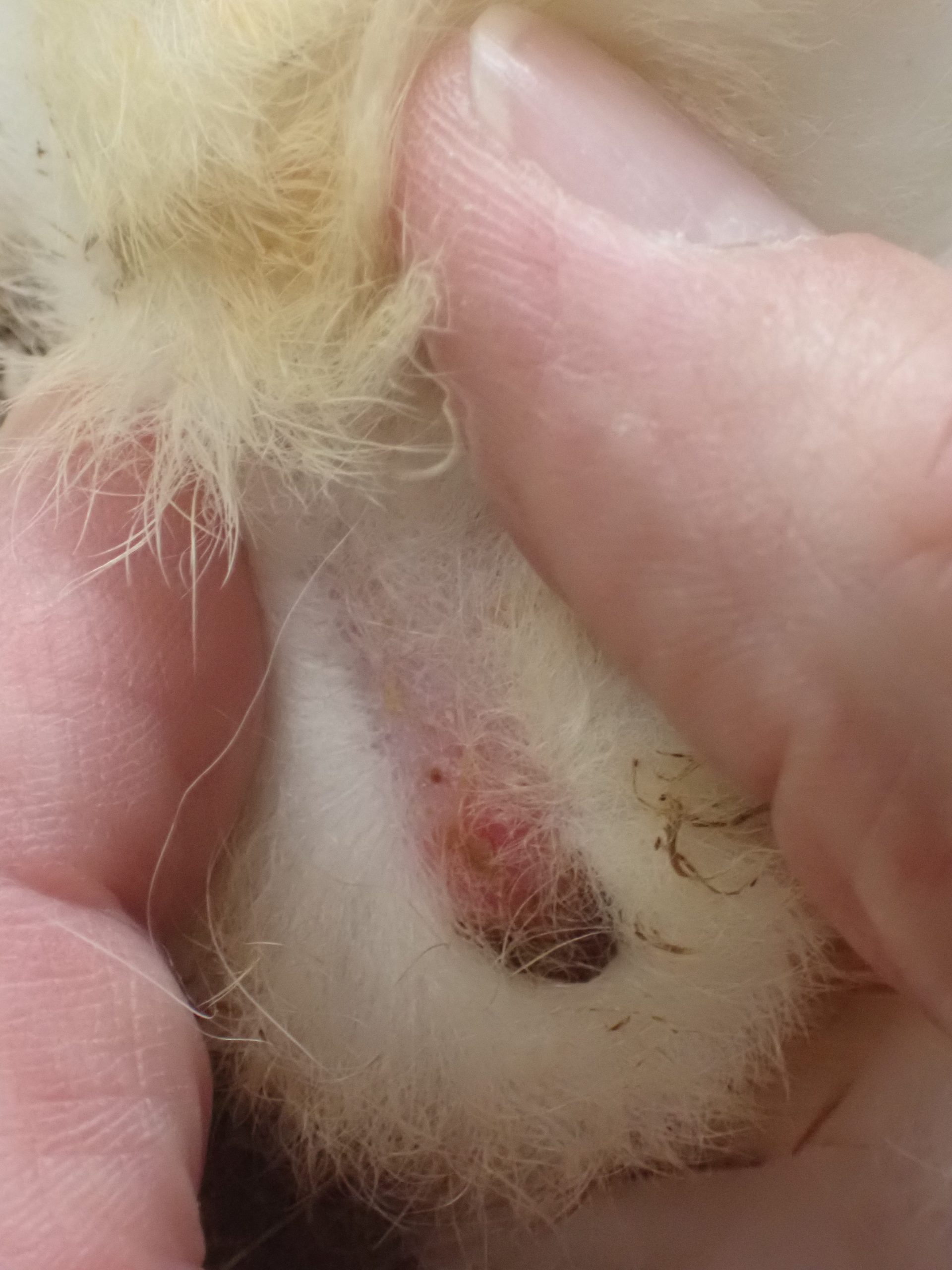 ウサギの踵 / rabbit heel - オークどうぶつ病院／オークどうぶつ病院けやき（福岡市）犬・猫・エキゾチックの診察・治療／健康診断 ...