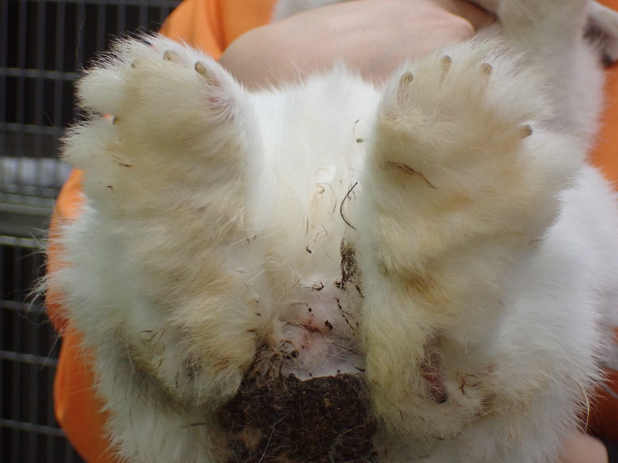 ウサギの踵 / rabbit heel - オークどうぶつ病院／オークどうぶつ病院けやき（福岡市）犬・猫・エキゾチックの診察・治療／健康診断 ...
