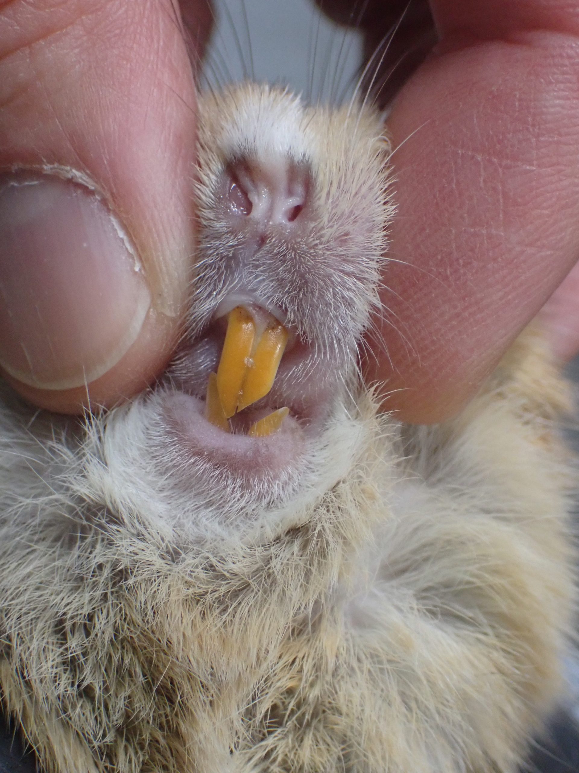 V歯 / V teeth - オークどうぶつ病院／オークどうぶつ病院けやき（福岡市）犬・猫・エキゾチックの診察・治療／健康診断／ペットホテル ...