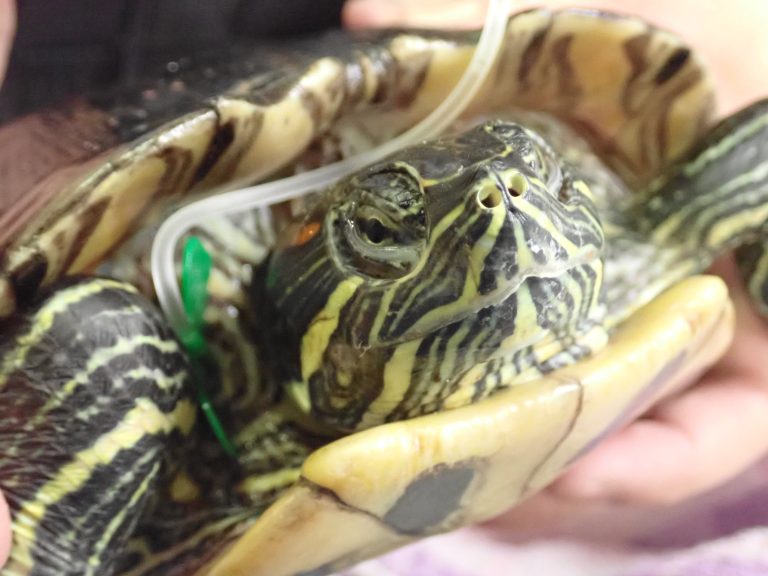 脱水カメ / dehydrated tortoise - オークどうぶつ病院／オークどうぶつ病院けやき（福岡市）犬・猫・エキゾチックの診察 ...