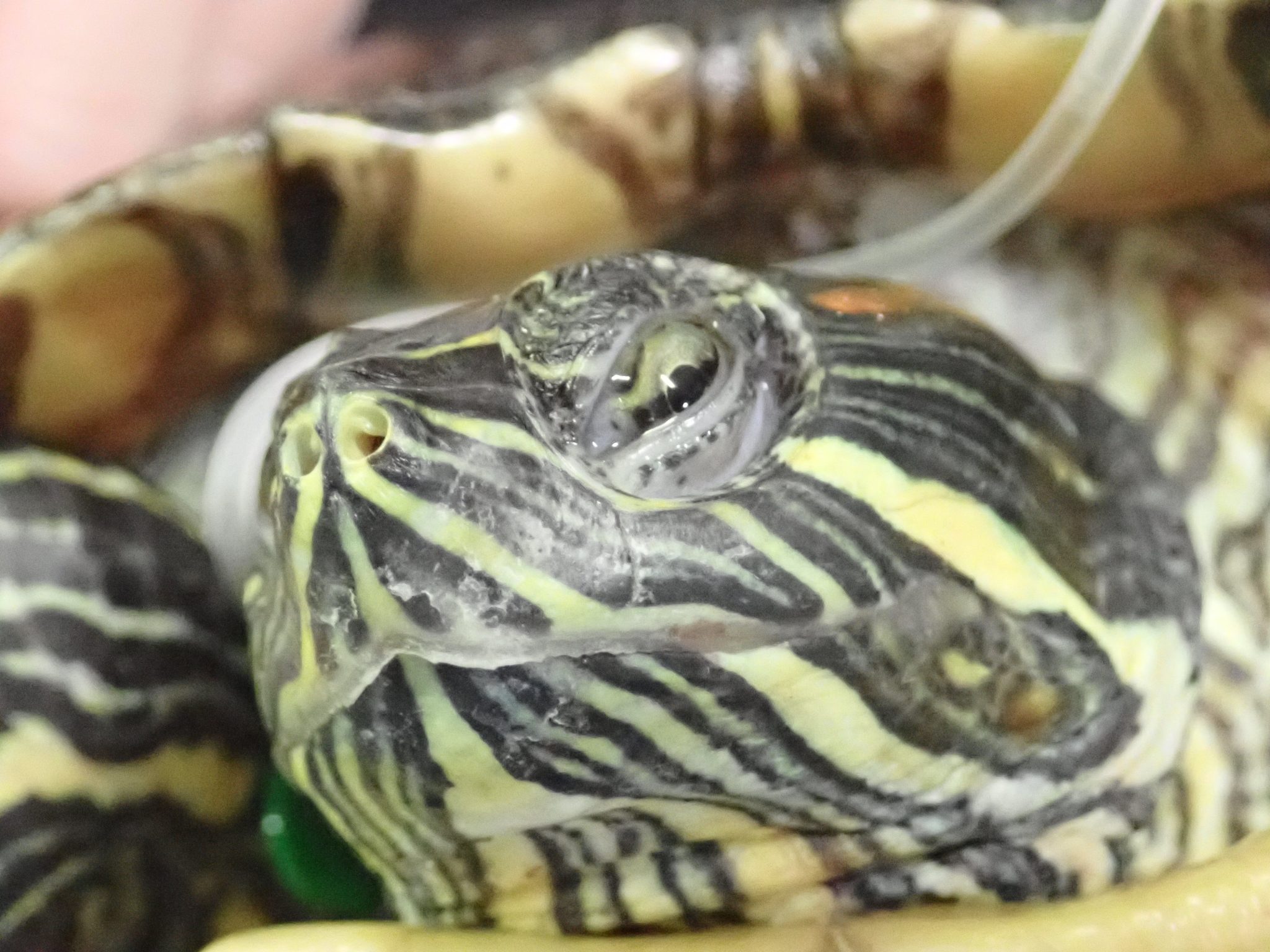 脱水カメ / dehydrated tortoise - オークどうぶつ病院／オークどうぶつ病院けやき（福岡市）犬・猫・エキゾチックの診察 ...