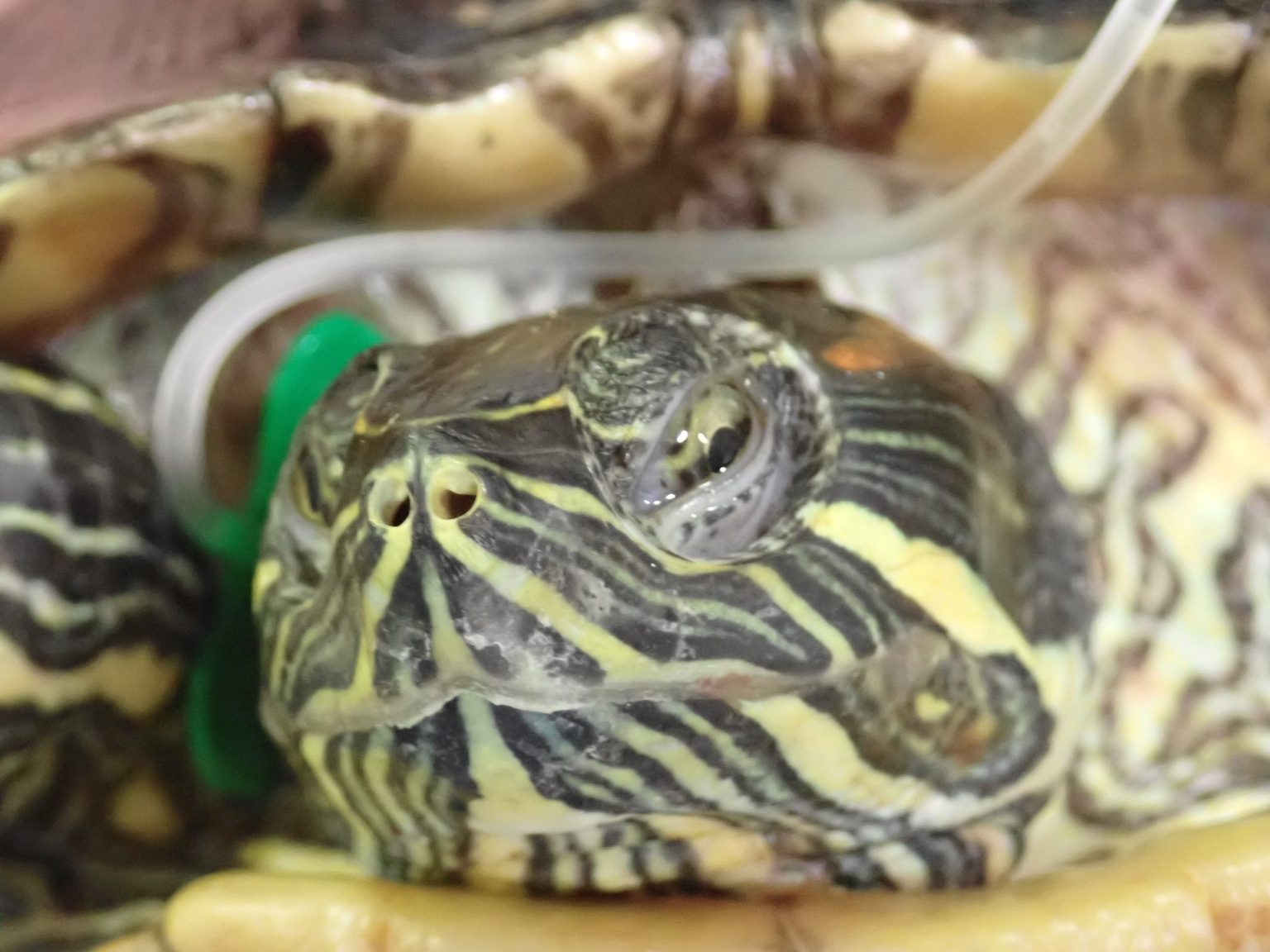 脱水カメ / dehydrated tortoise - オークどうぶつ病院／オークどうぶつ病院けやき（福岡市）犬・猫・エキゾチックの診察 ...