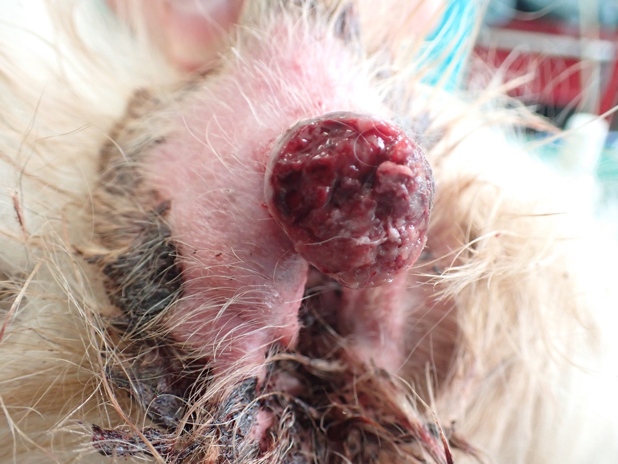 耳から出血 ② / bleeding from ear 2 - オークどうぶつ病院／オークどうぶつ病院けやき（福岡市）犬・猫・エキゾチックの ...